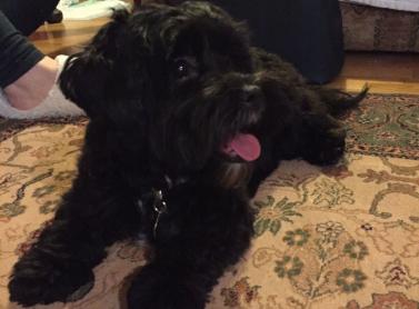 Shih Tzu & Miniature Schnauzer Pups for Sale